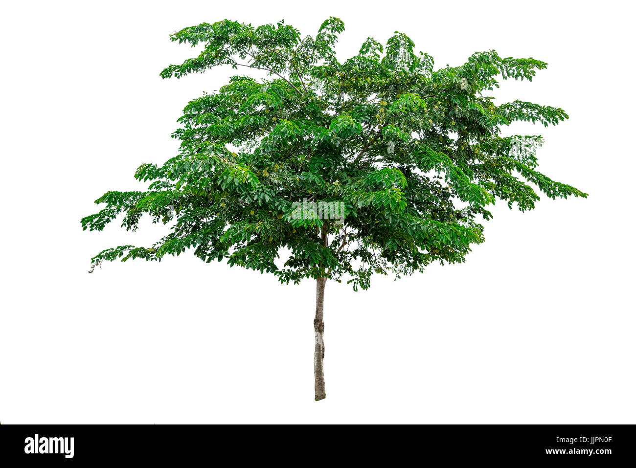 Green tree isolated on white background Stock Photo - Alamy