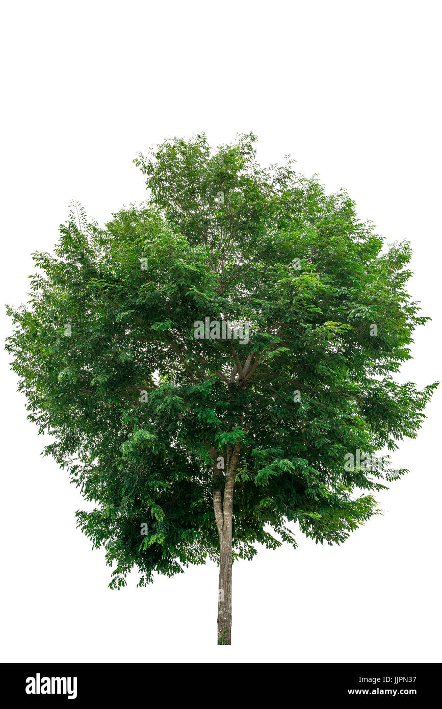 Green tree isolated on white background Stock Photo - Alamy