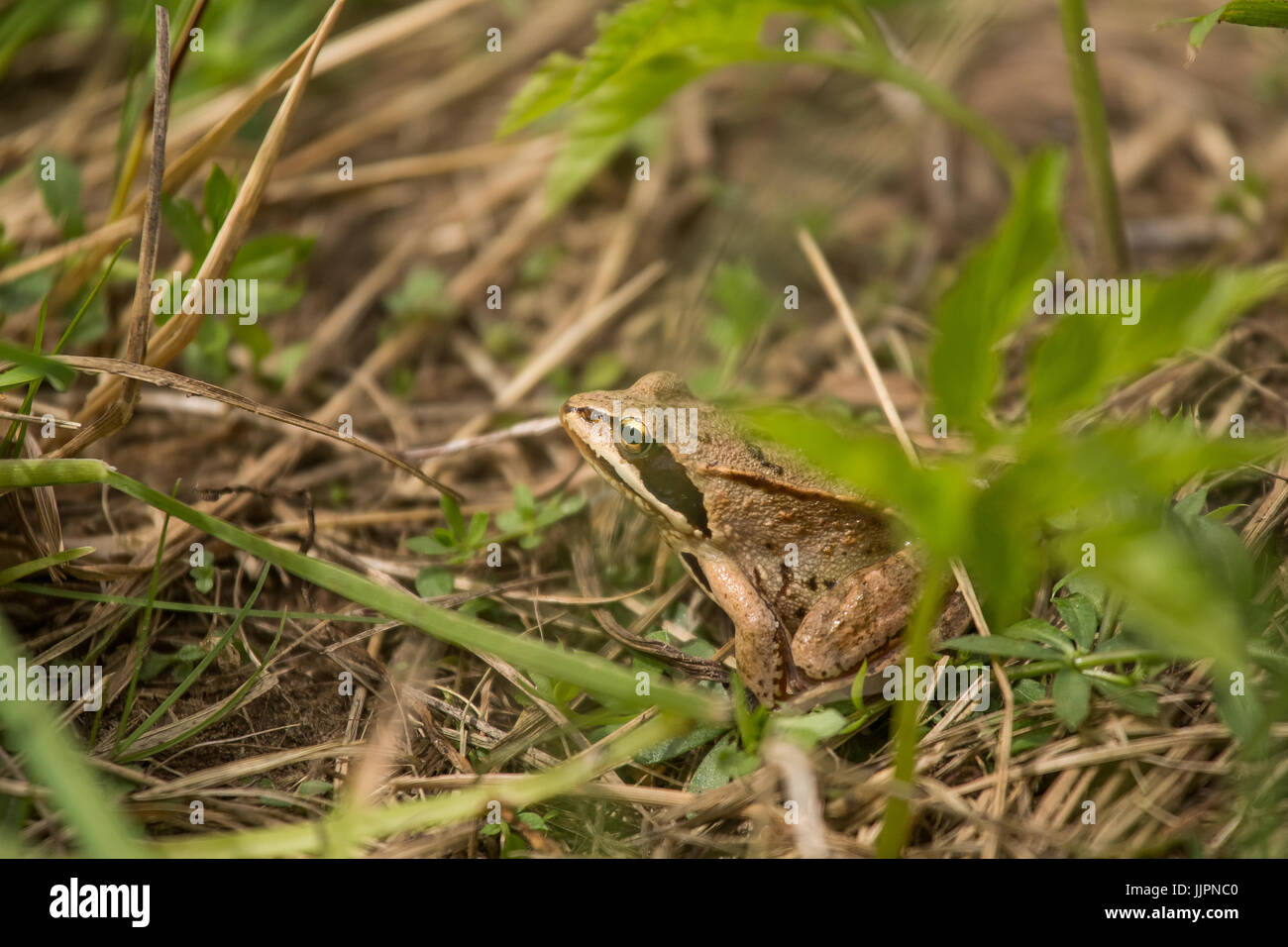 Wet mouse hi-res stock photography and images - Alamy