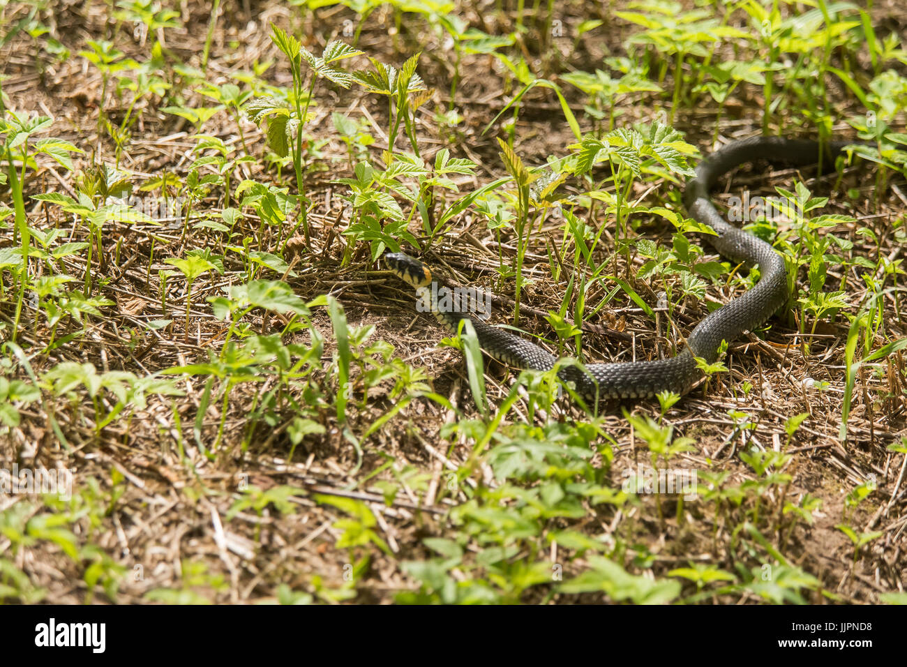 A beautiful closeup of a grass snake on a ground in meadow. Reptile ...