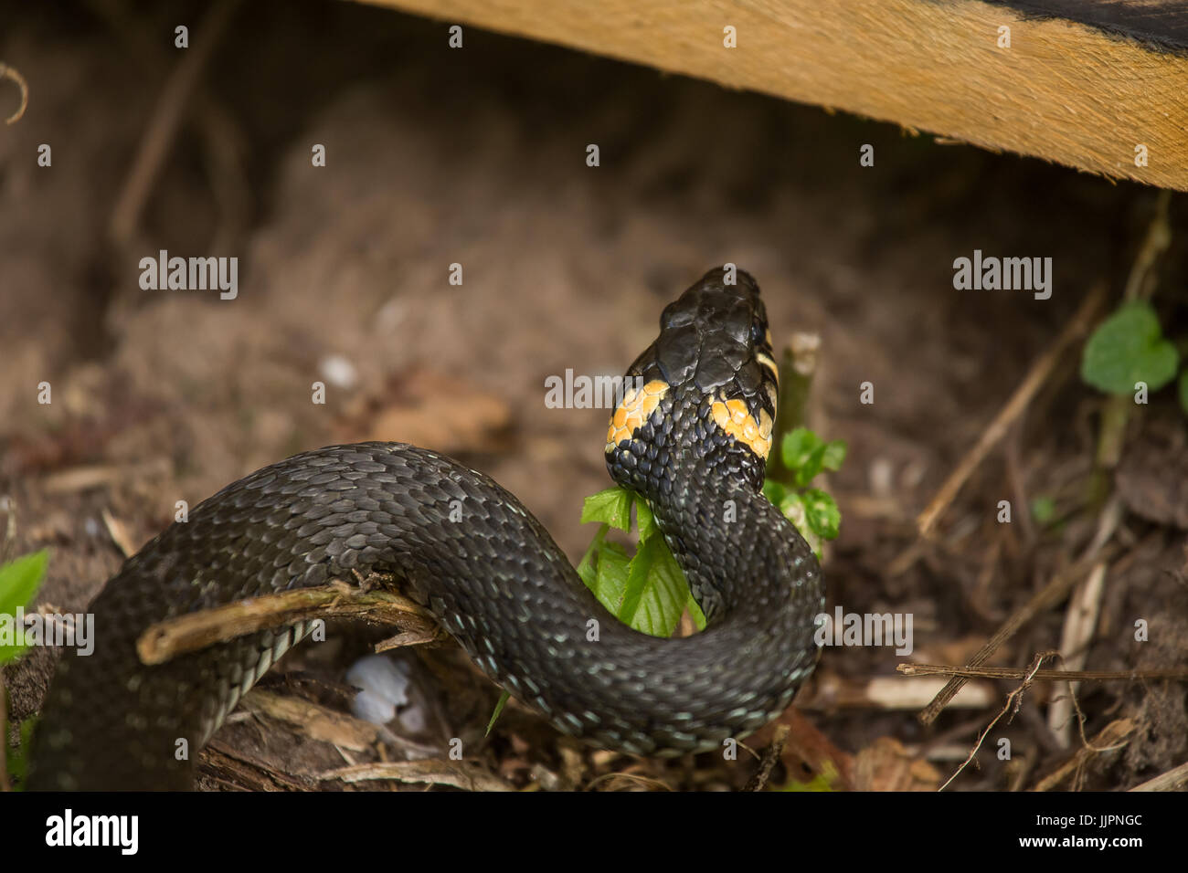 A beautiful closeup of a grass snake on a ground in meadow. Reptile ...