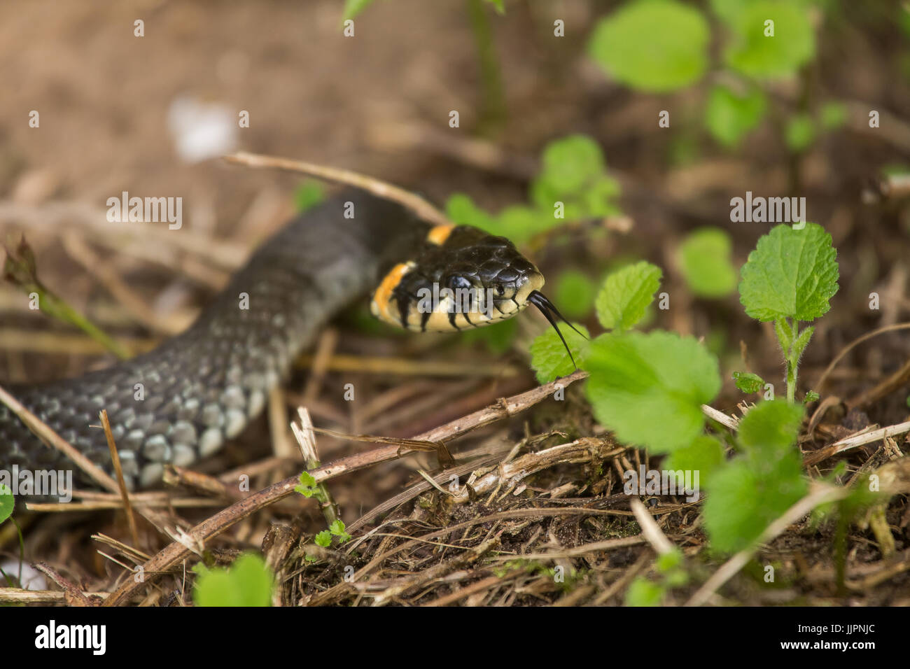A beautiful closeup of a grass snake on a ground in meadow. Reptile ...