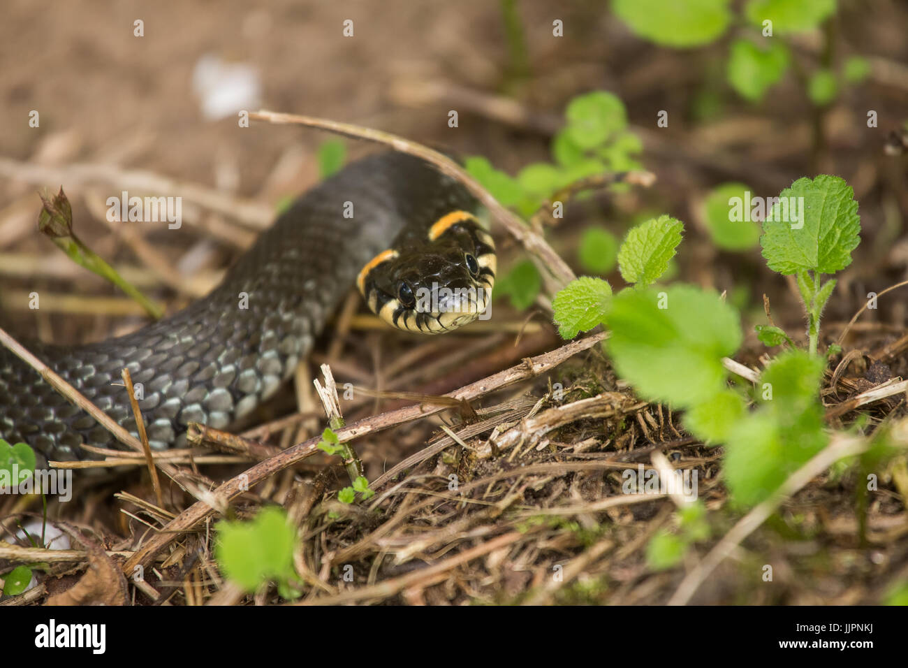 A beautiful closeup of a grass snake on a ground in meadow. Reptile ...