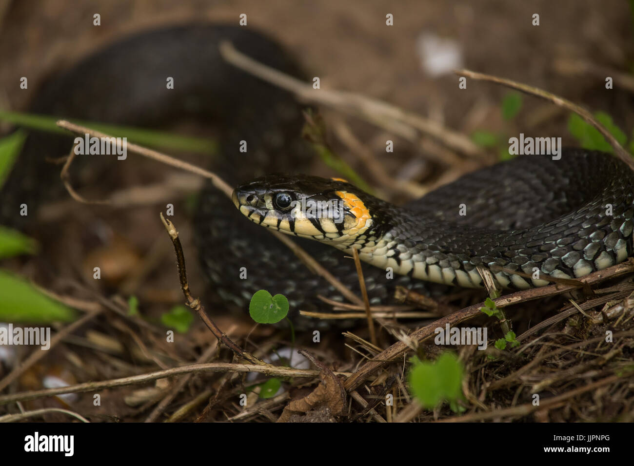 A beautiful closeup of a grass snake on a ground in meadow. Reptile ...