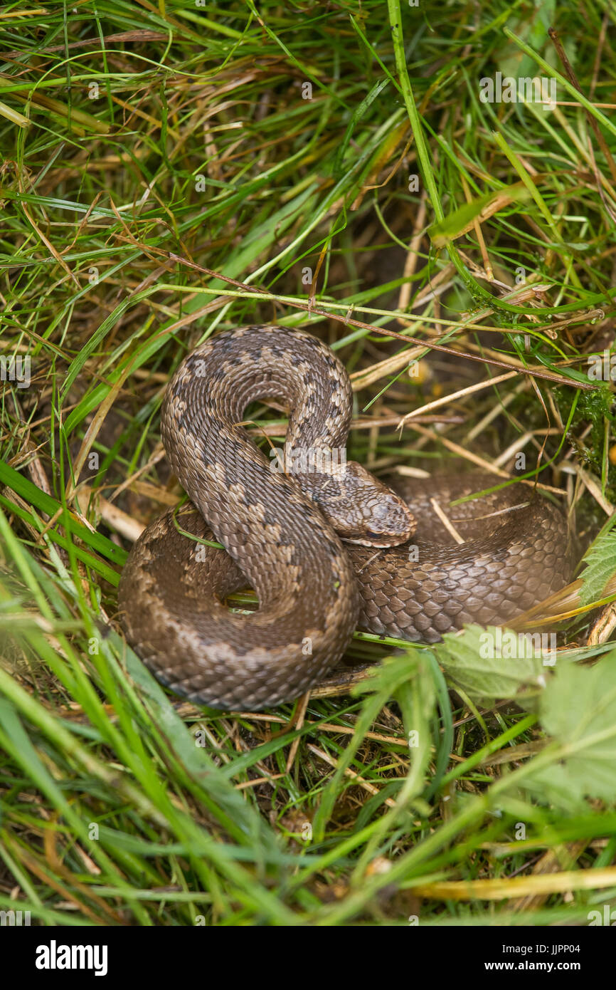 A beautiful viper hiding in a grass in summer meadow. Reptile portrait ...