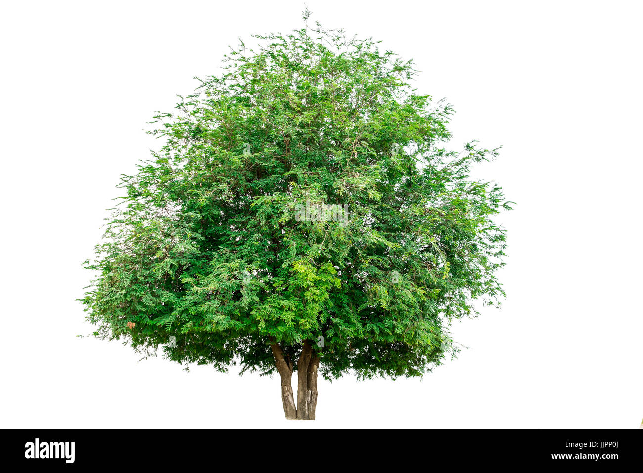 Green tree isolated on white background Stock Photo - Alamy