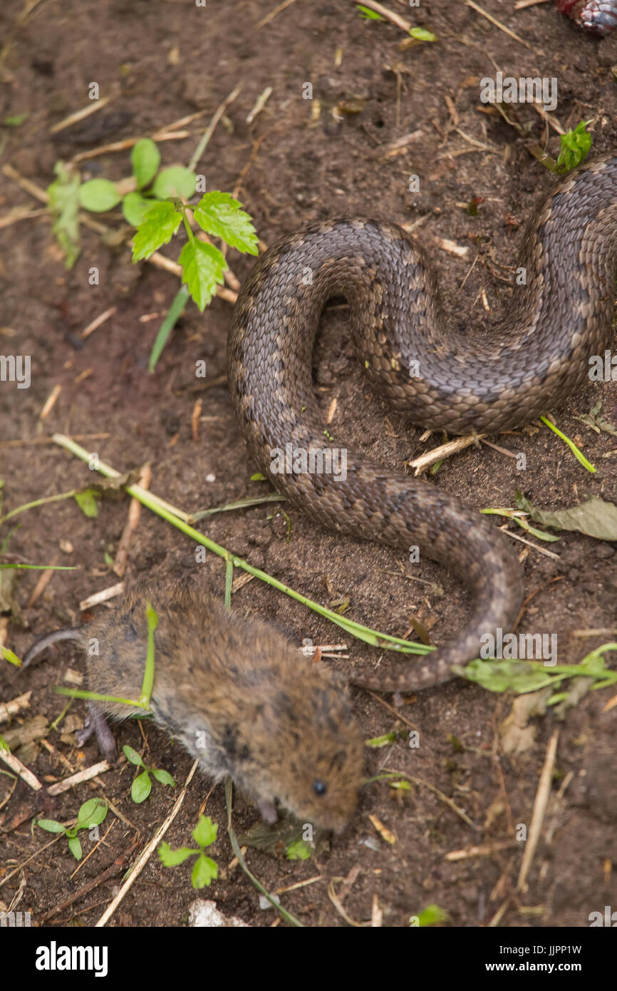 Dead adder hi-res stock photography and images - Alamy