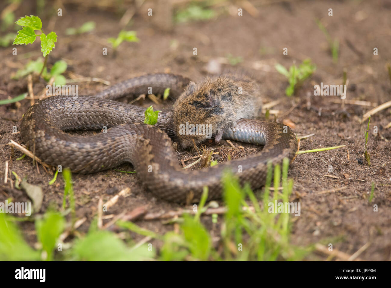 Dead adder hi-res stock photography and images - Alamy