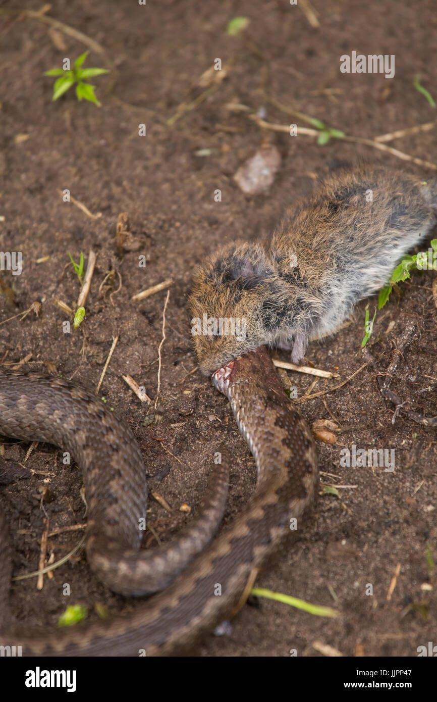 A dramatic closeup of a viper with a cought dead mouse. Circle of life ...