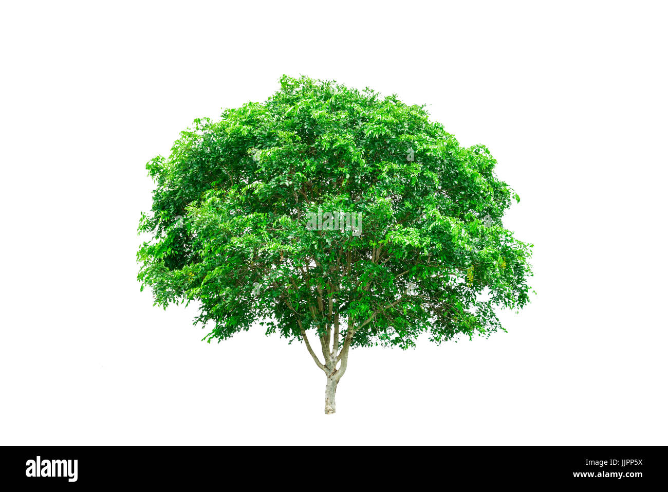 Green tree isolated on white background Stock Photo - Alamy