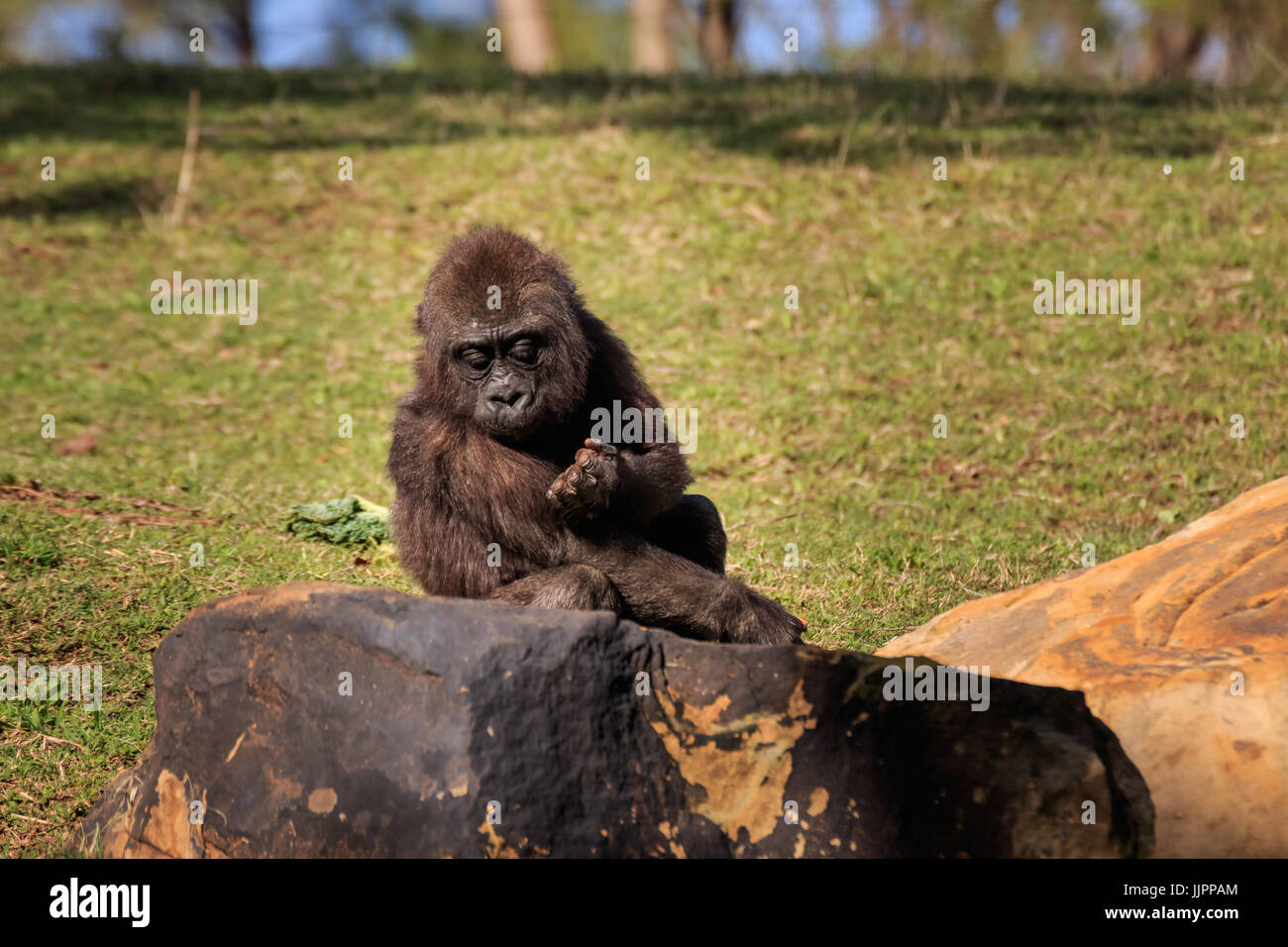 Gorillas in enclosure hi-res stock photography and images - Alamy