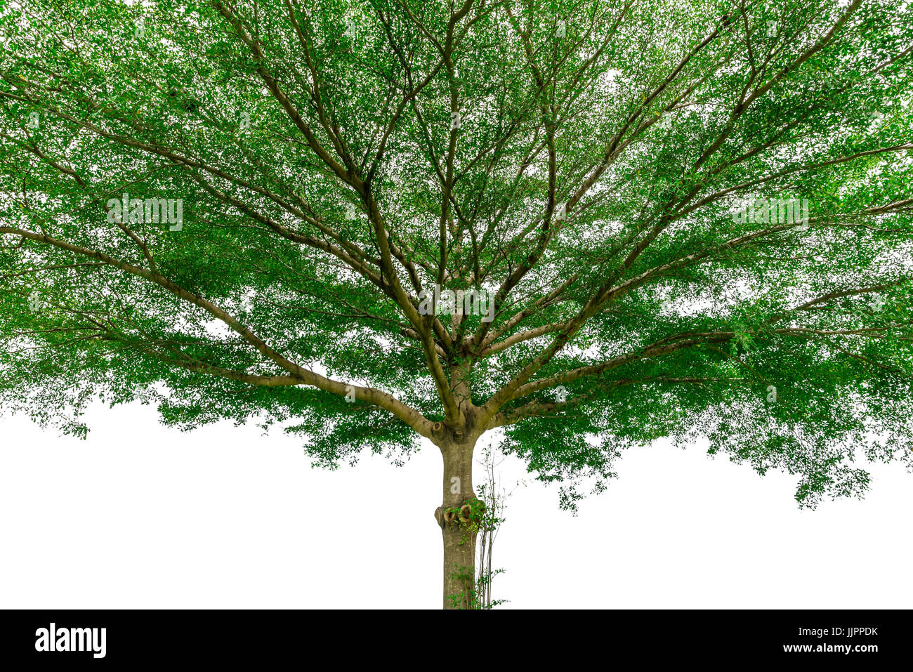 Green tree isolated on white background Stock Photo - Alamy