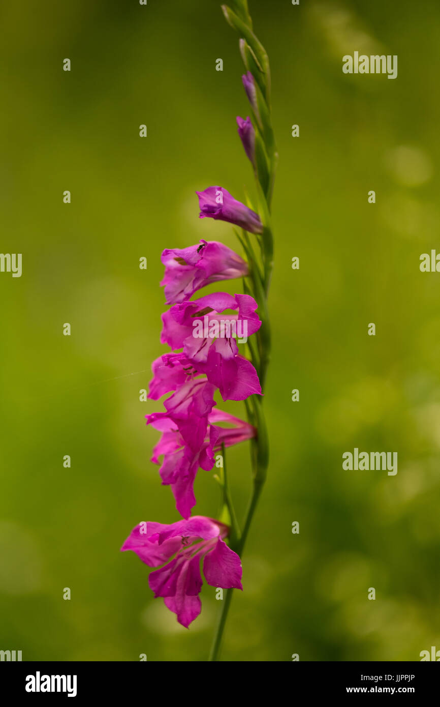 A beautiful pink turkish marsh gladiolus blossoming in a sunny ...