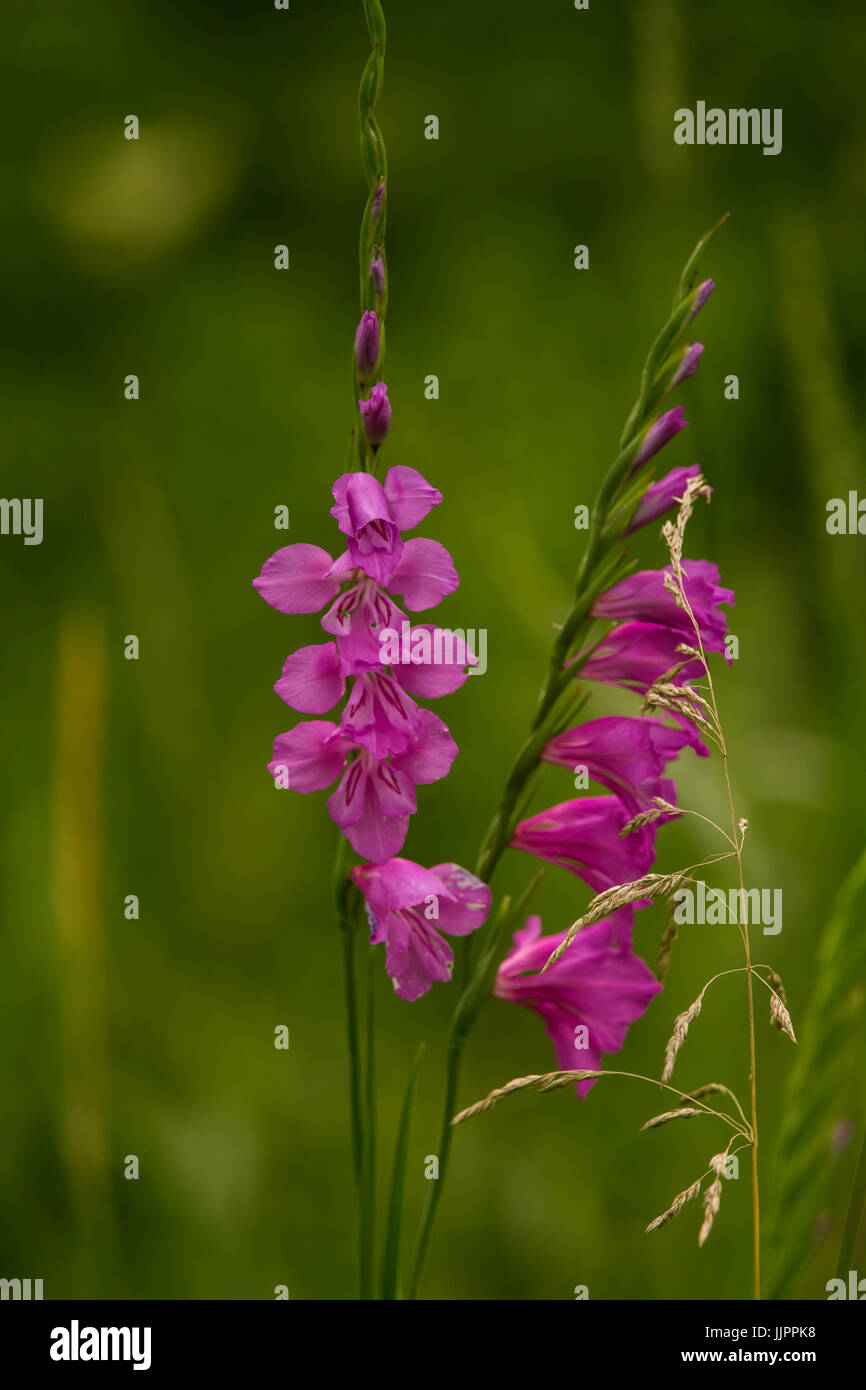 A beautiful pink turkish marsh gladiolus blossoming in a sunny ...