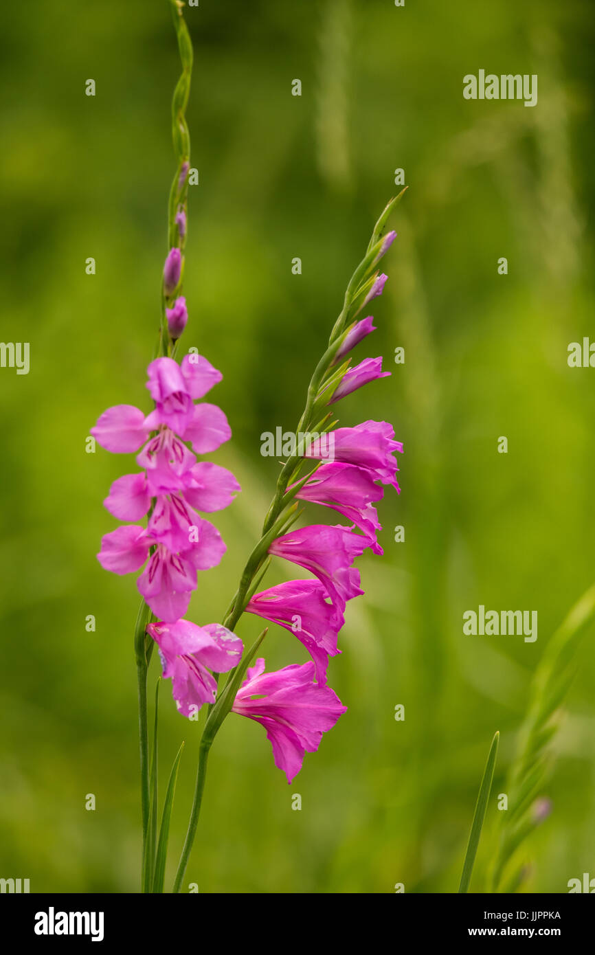 A beautiful pink turkish marsh gladiolus blossoming in a sunny ...