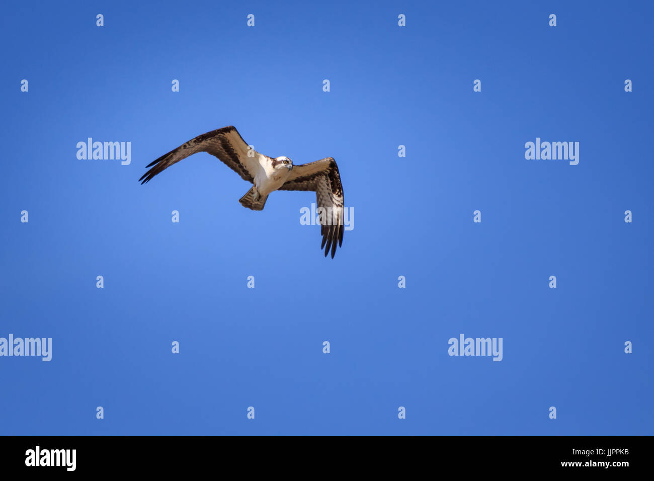 A large Osprey in flight over a lake in Oklahoma City Stock Photo - Alamy