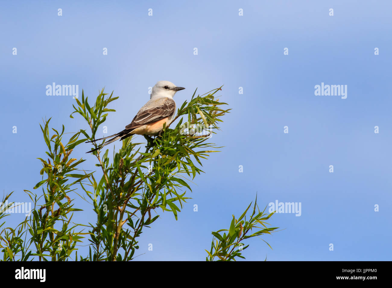 A Scissor-Tailed Flycatcher near a lake in Oklahoma City. The Scissor ...