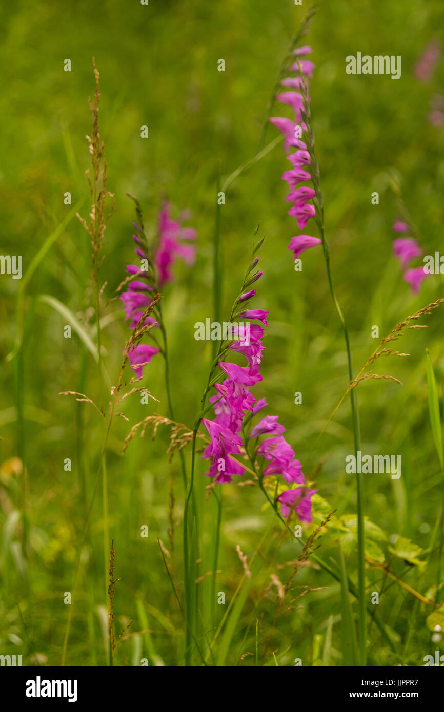 A beautiful pink turkish marsh gladiolus blossoming in a sunny ...