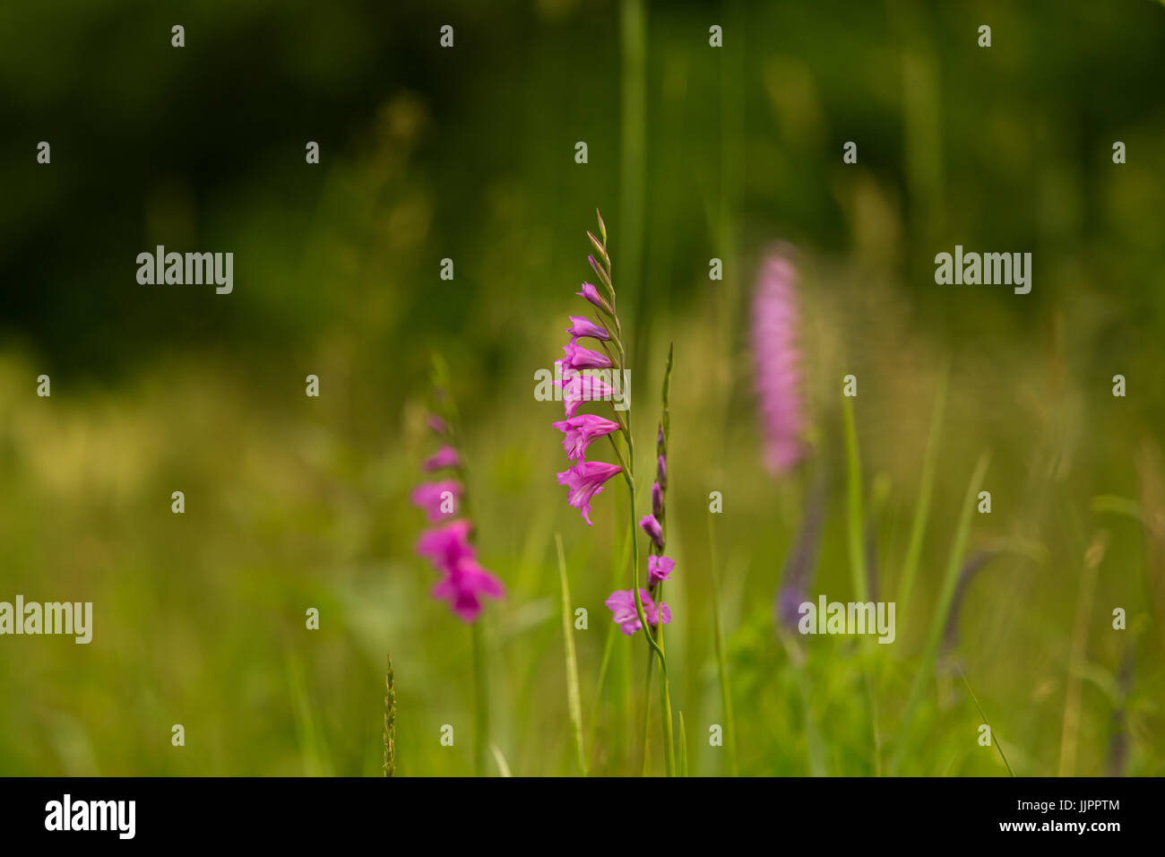 A beautiful pink turkish marsh gladiolus blossoming in a sunny ...