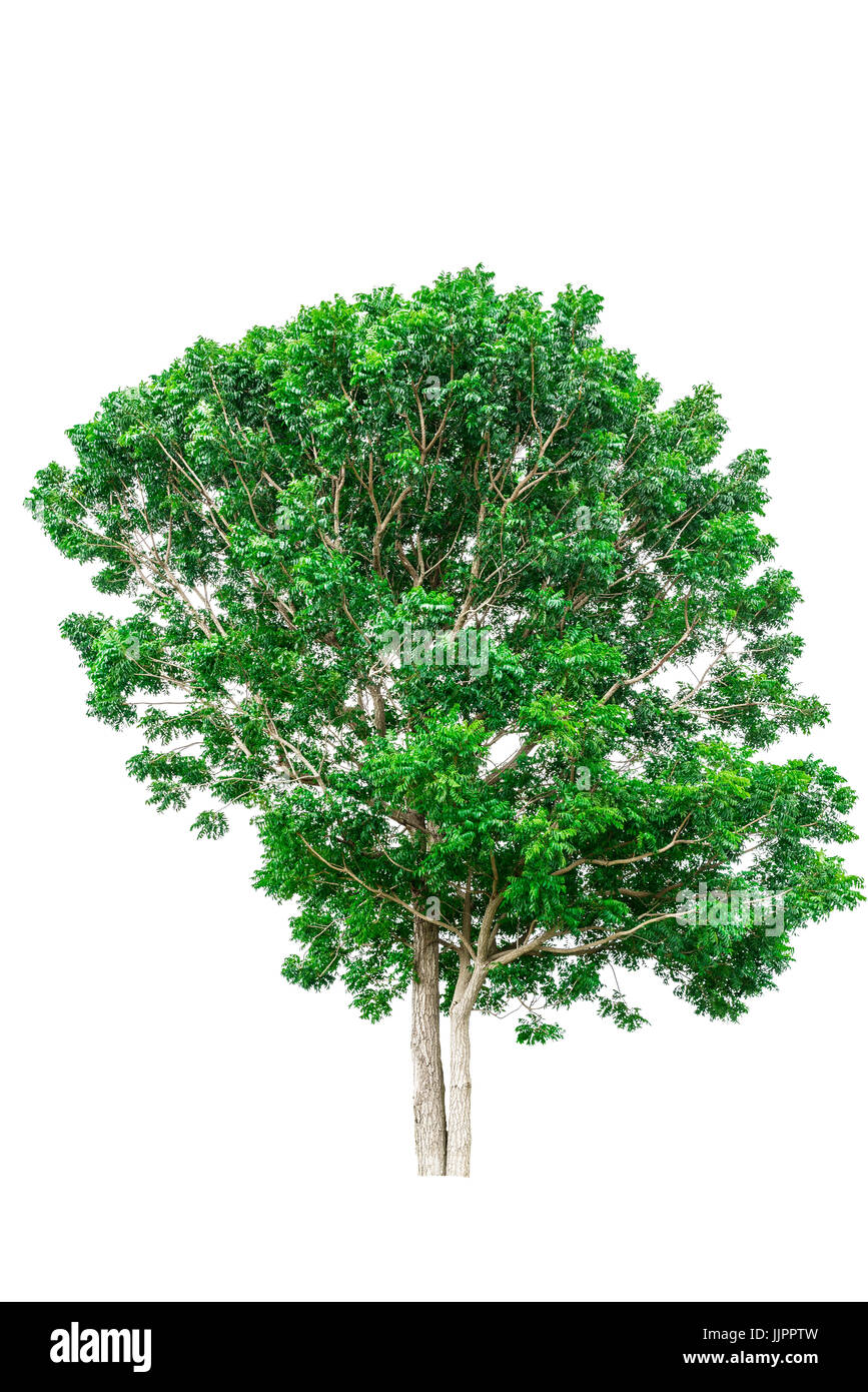 Green tree isolated on white background Stock Photo - Alamy