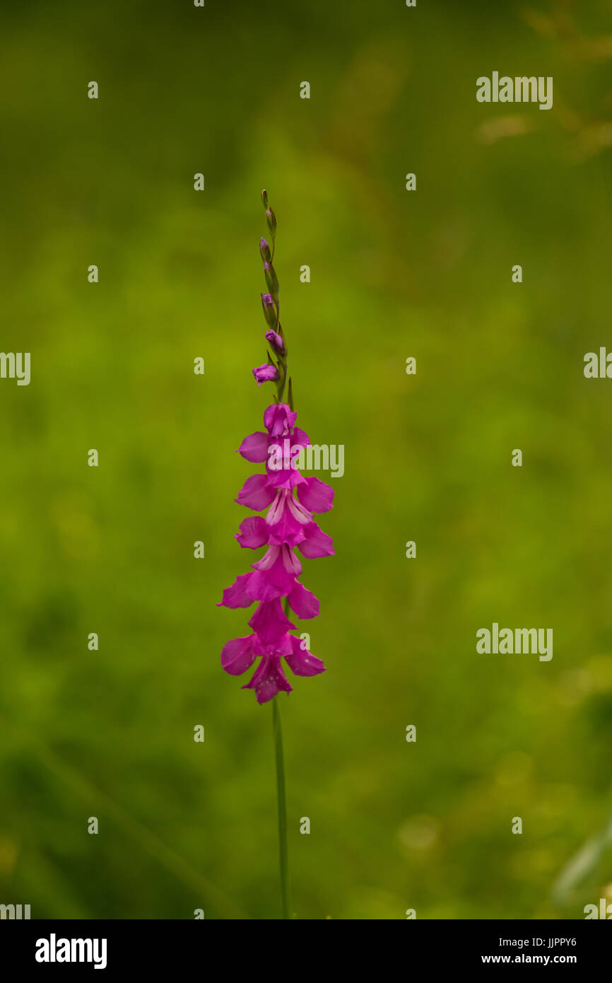 A beautiful pink turkish marsh gladiolus blossoming in a sunny ...