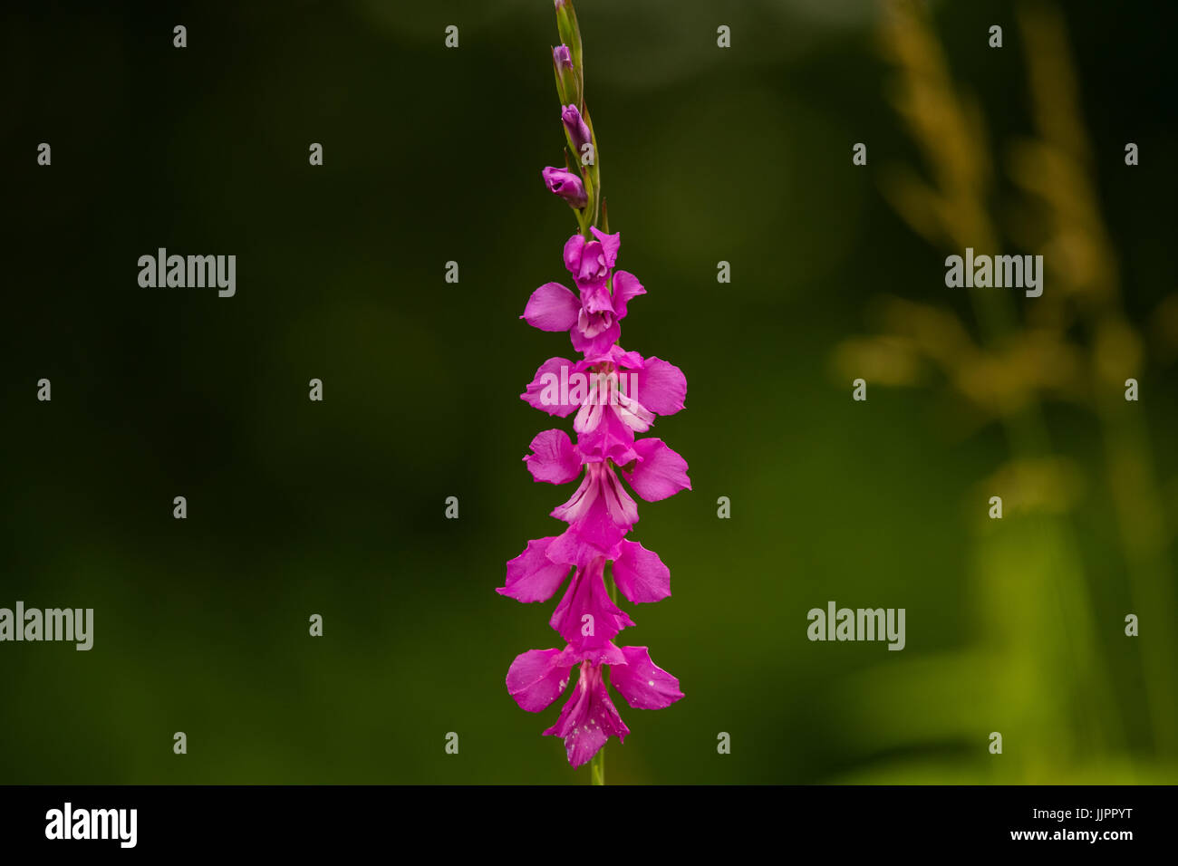 A beautiful pink turkish marsh gladiolus blossoming in a sunny ...