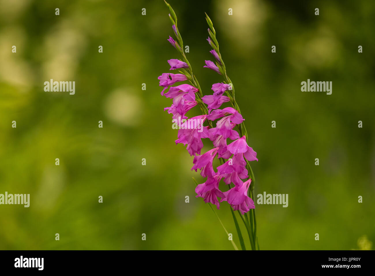 A beautiful pink turkish marsh gladiolus blossoming in a sunny ...