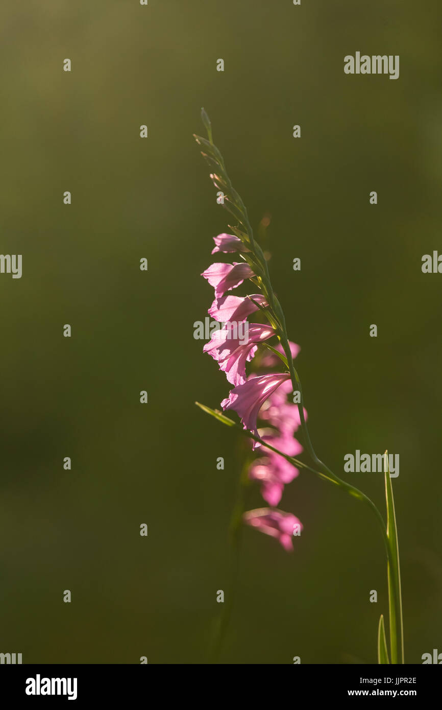 A beautiful pink turkish marsh gladiolus blossoming in a sunny ...