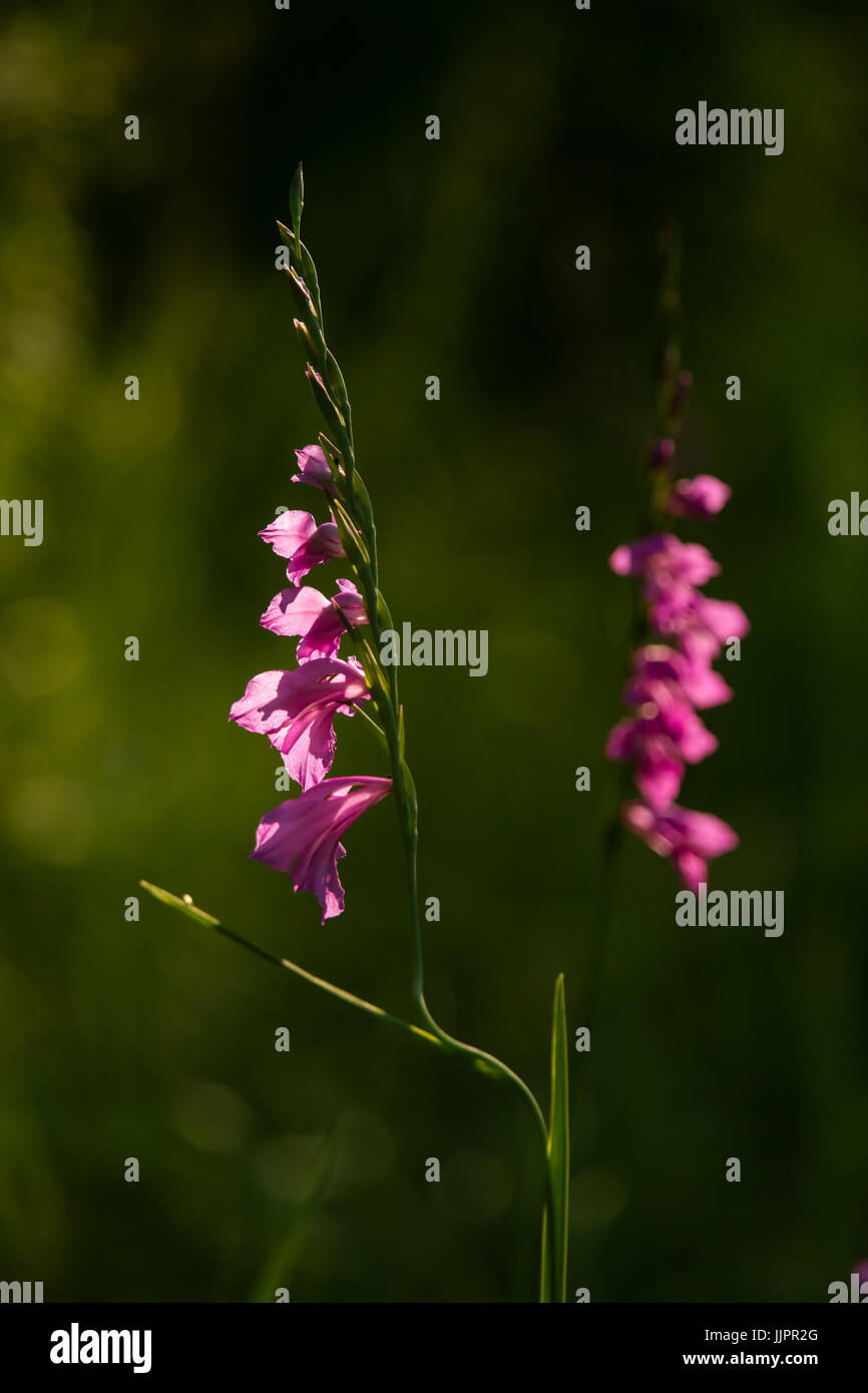 A beautiful pink turkish marsh gladiolus blossoming in a sunny ...
