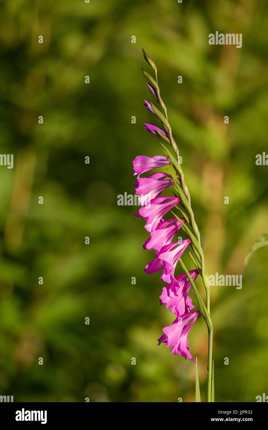 A beautiful pink turkish marsh gladiolus blossoming in a sunny ...