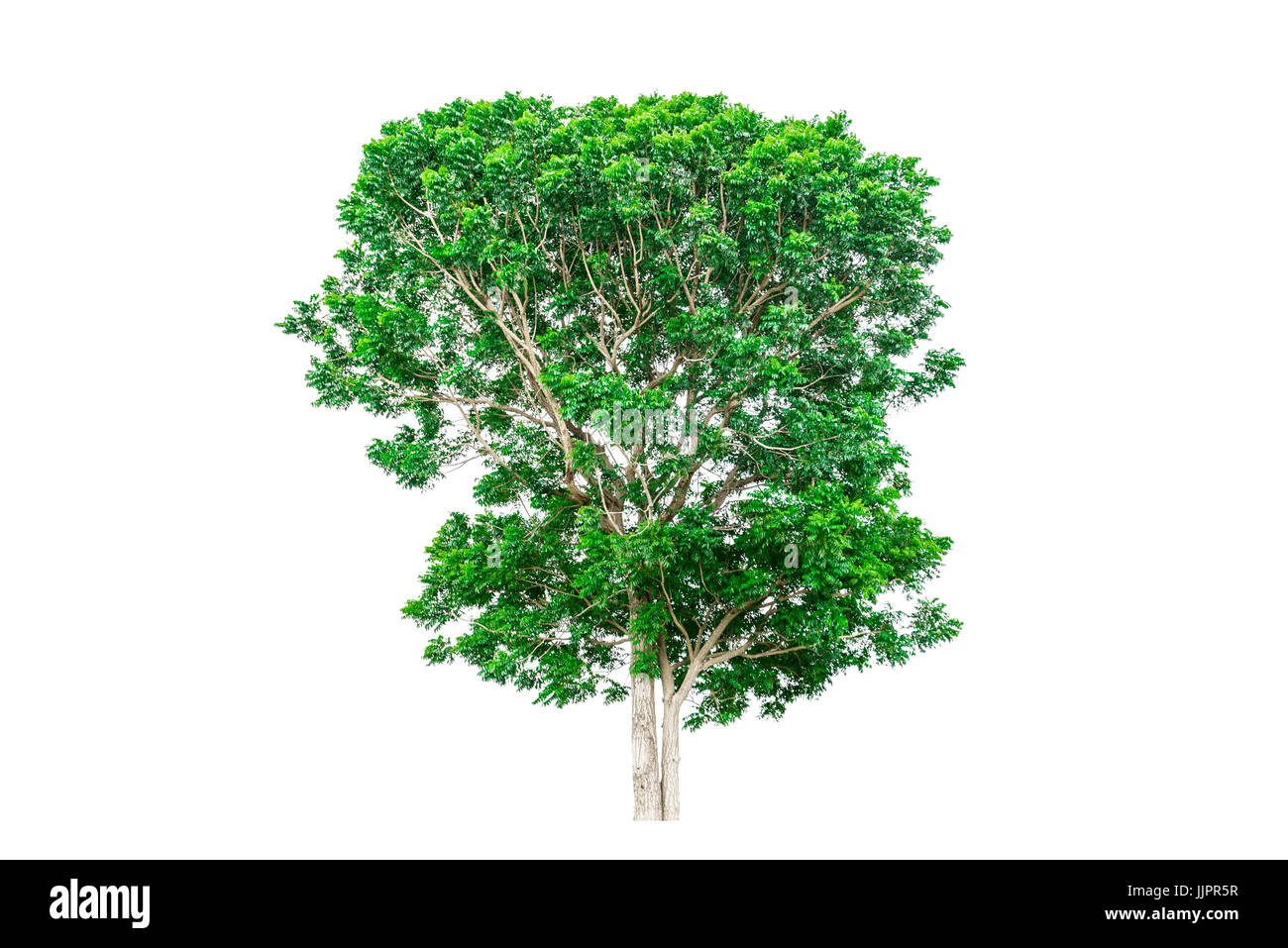 Green tree isolated on white background Stock Photo - Alamy