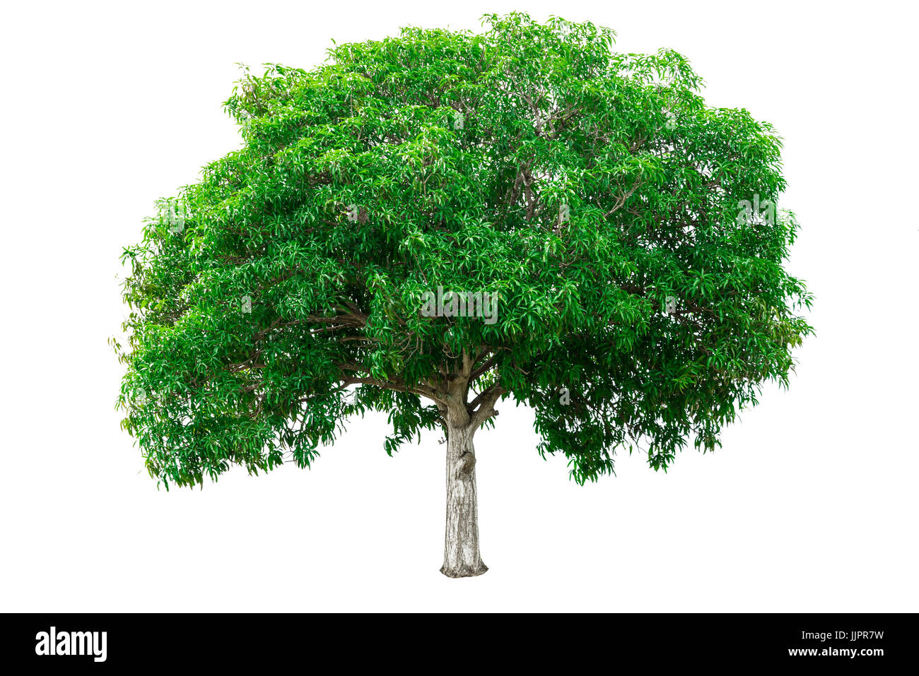 Green tree isolated on white background Stock Photo - Alamy