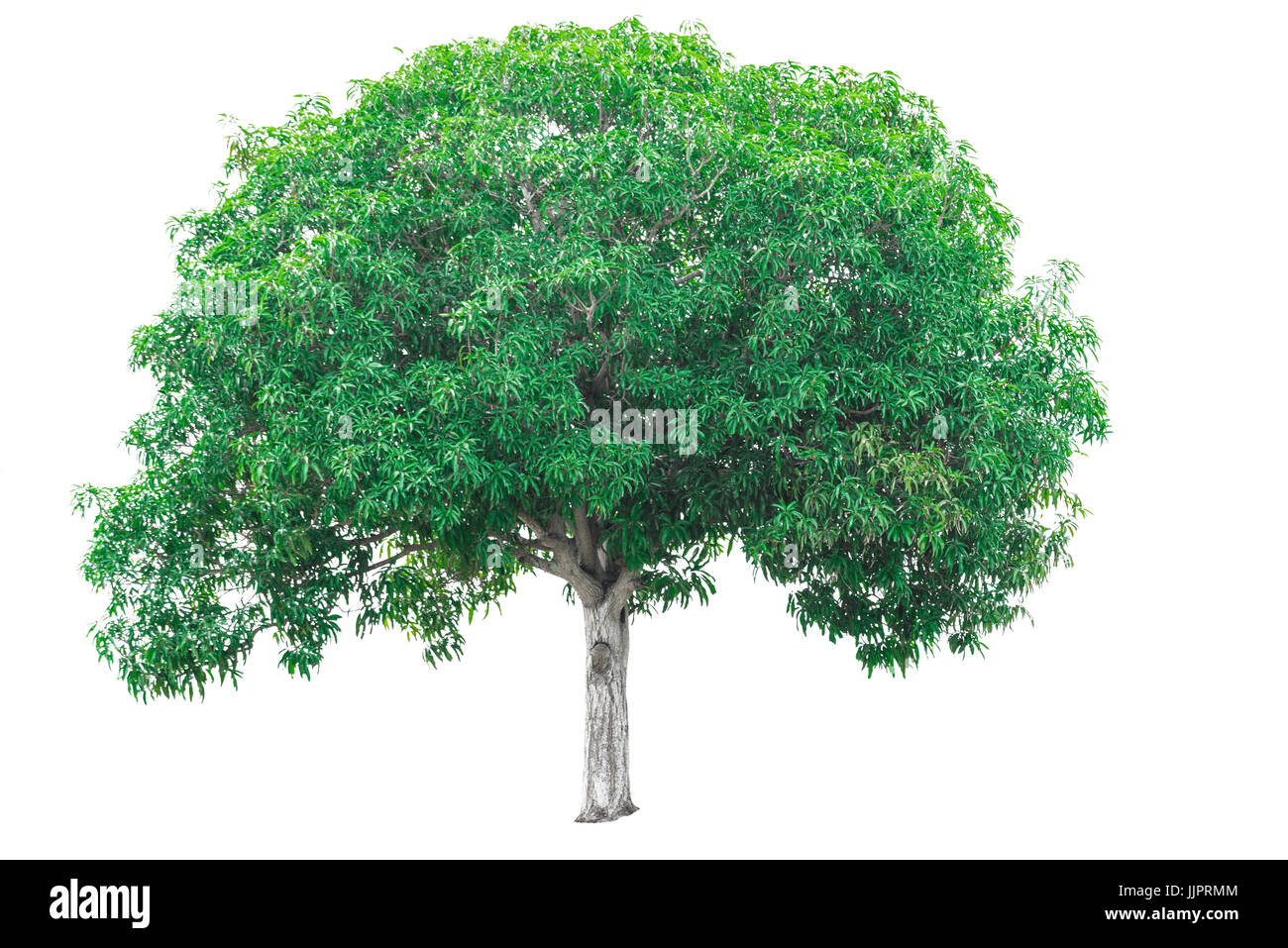 Green tree isolated on white background Stock Photo - Alamy