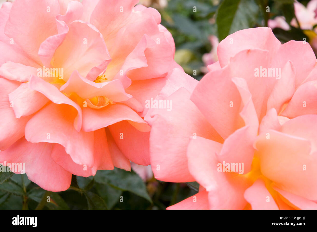 Pink primer hi-res stock photography and images - Alamy
