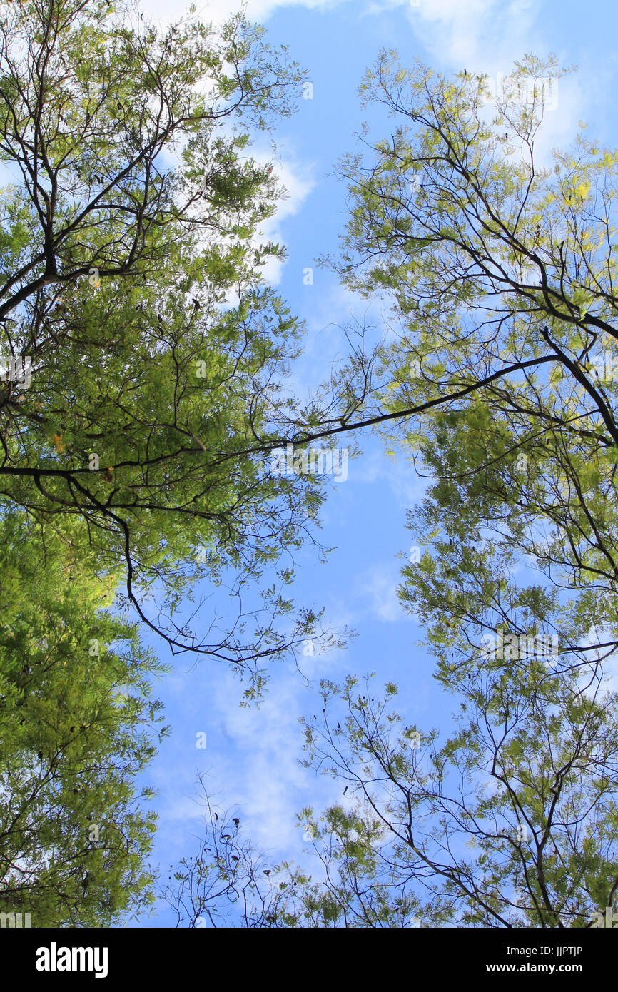 Tree and Sky Stock Photo - Alamy