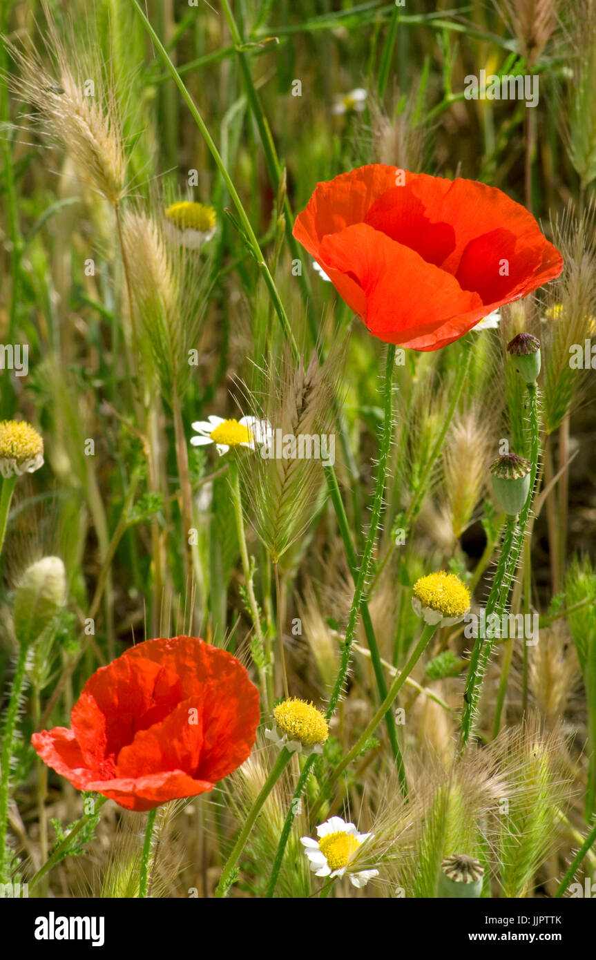 Two poppies in a cereal field Stock Photo - Alamy