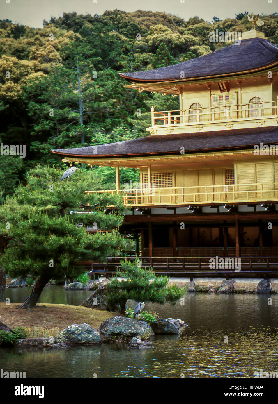 Golden Pavilion in Rokuon-ji temple, Kyoto, Japan Stock Photo - Alamy