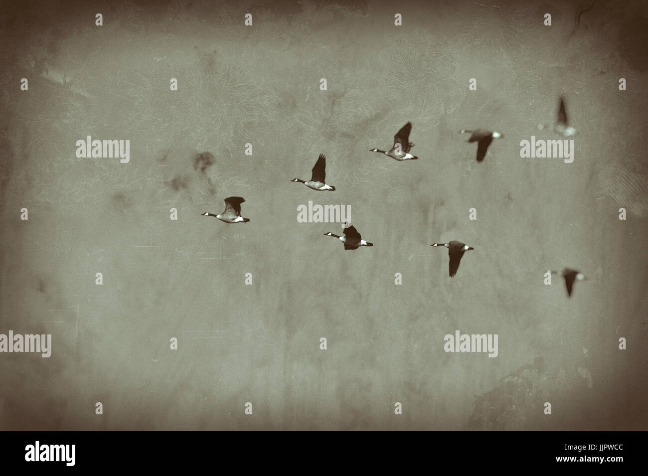 Canada geese flying in v formation hi-res stock photography and images ...