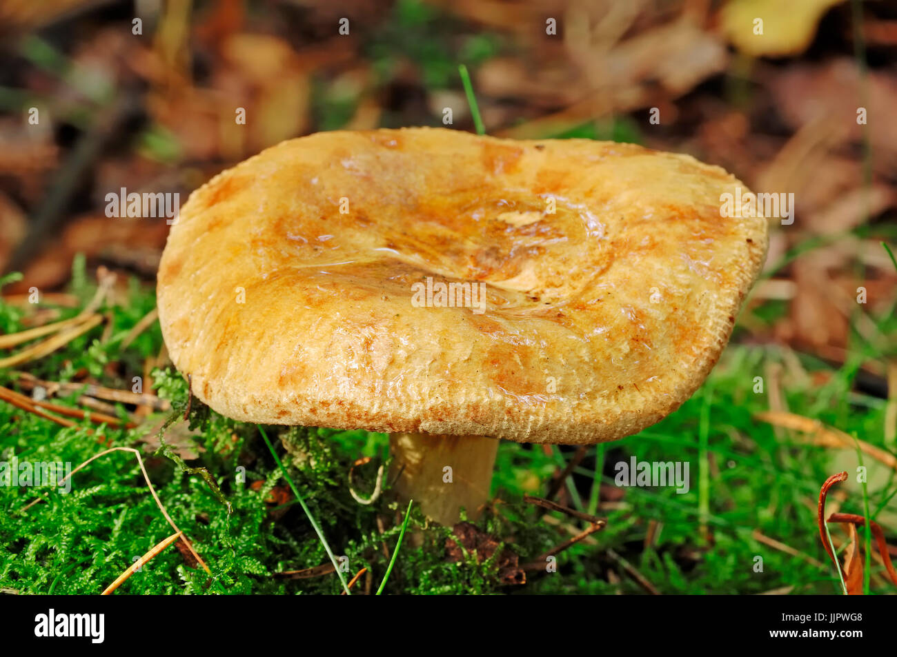 Brown Roll-rim, Netherlands / (Paxillus involutus) / Common Roll-rim ...