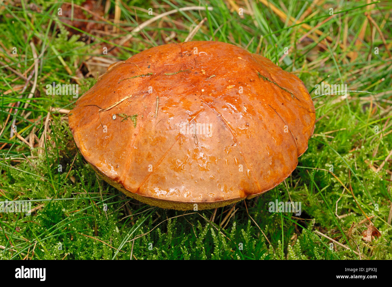 Summer Bolete, Netherlands / (Boletus reticulatus, Boletus aestivalis ...