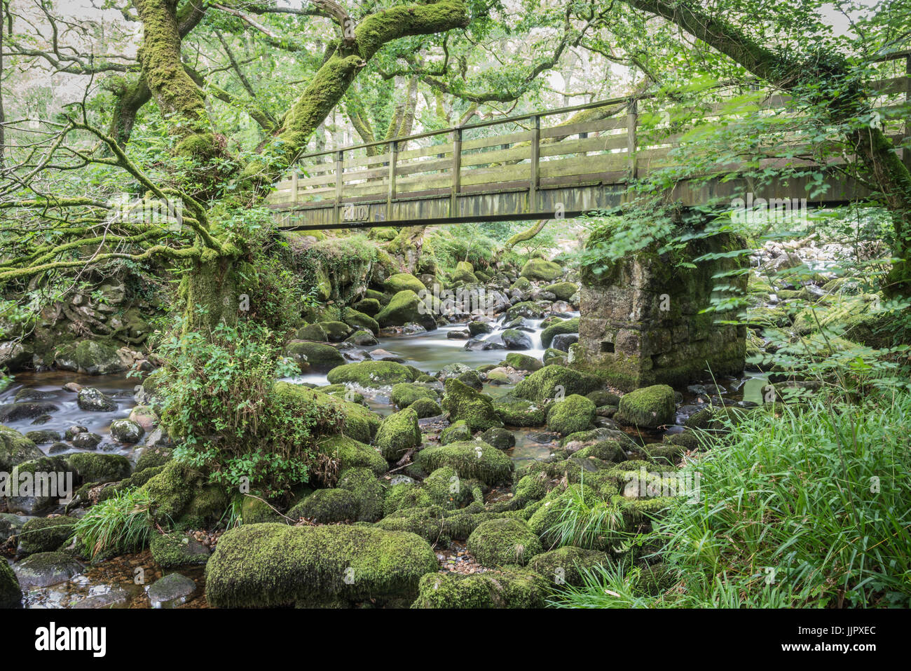 Devon River Bridge Trees High Resolution Stock Photography and Images ...