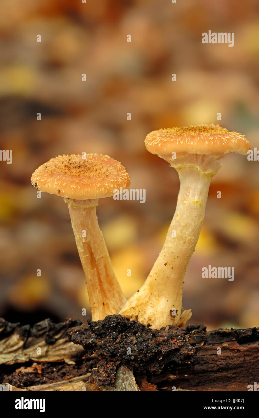 Shoestring fungus hi-res stock photography and images - Alamy