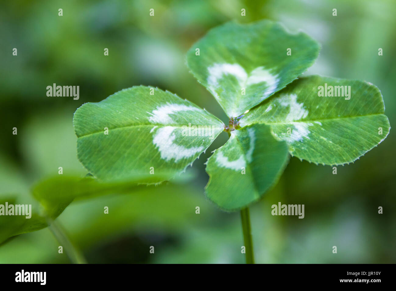 Four leaf clover garden hi-res stock photography and images - Alamy