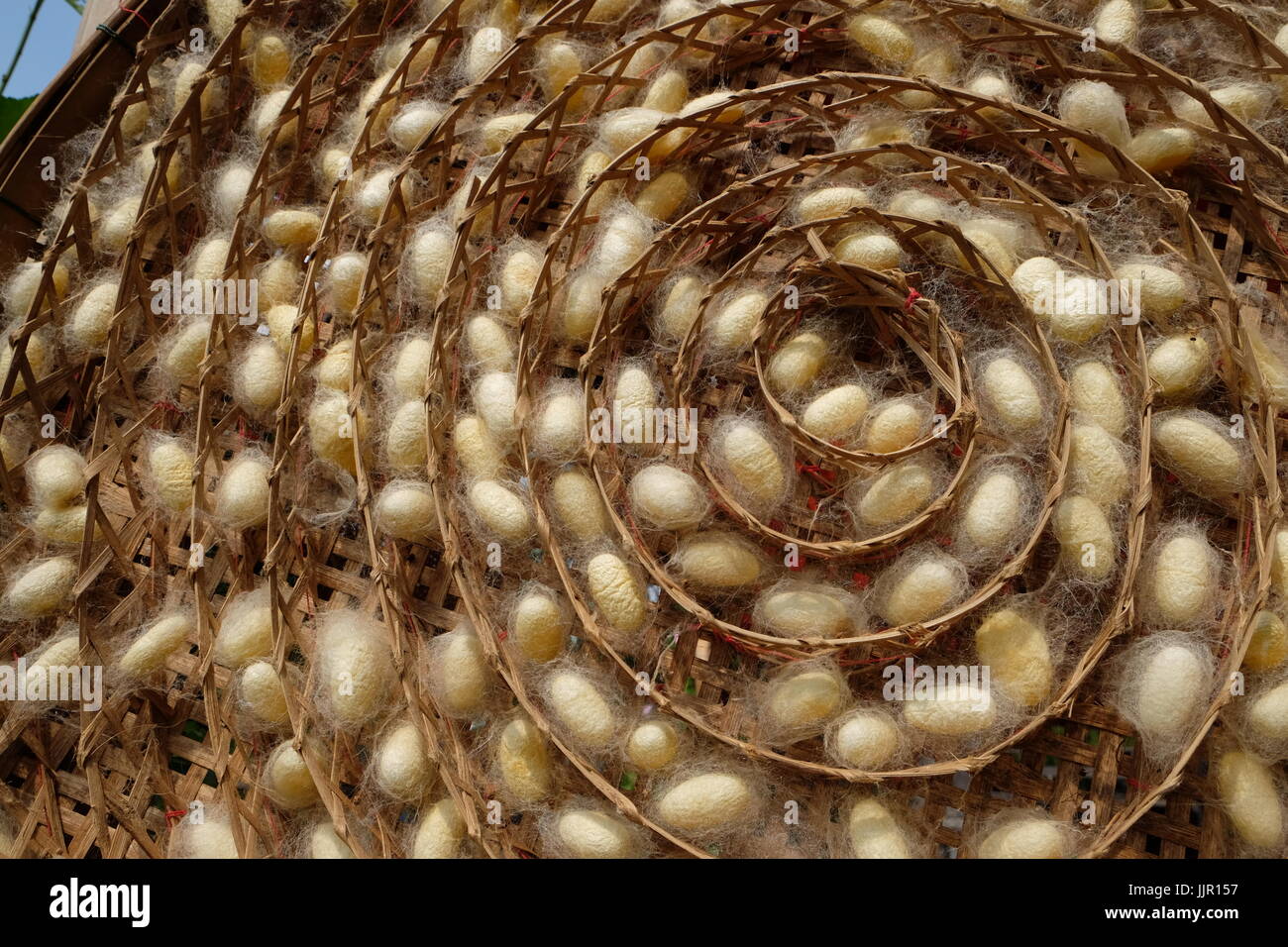 Silk cocoons on nest Stock Photo - Alamy