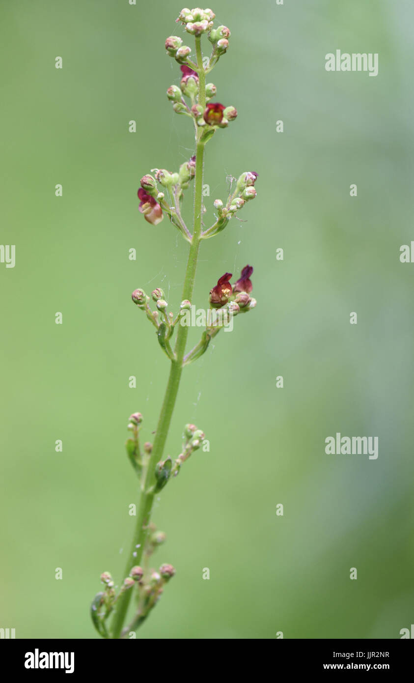 Flowering stem of common figwort (Scrophularia nodosa). Dungeness, Kent ...