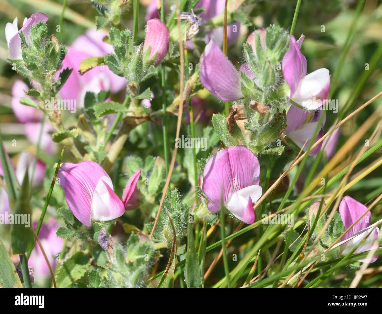Common rest harrow hi-res stock photography and images - Alamy