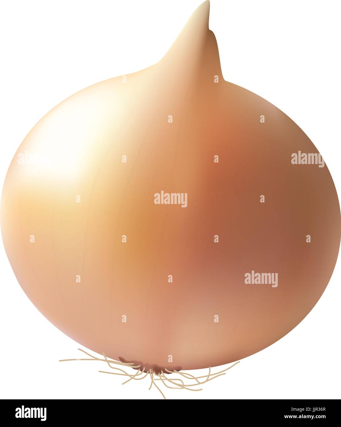 Fresh Onion Bulb Isolated On A White Background. Realistic Vector ...