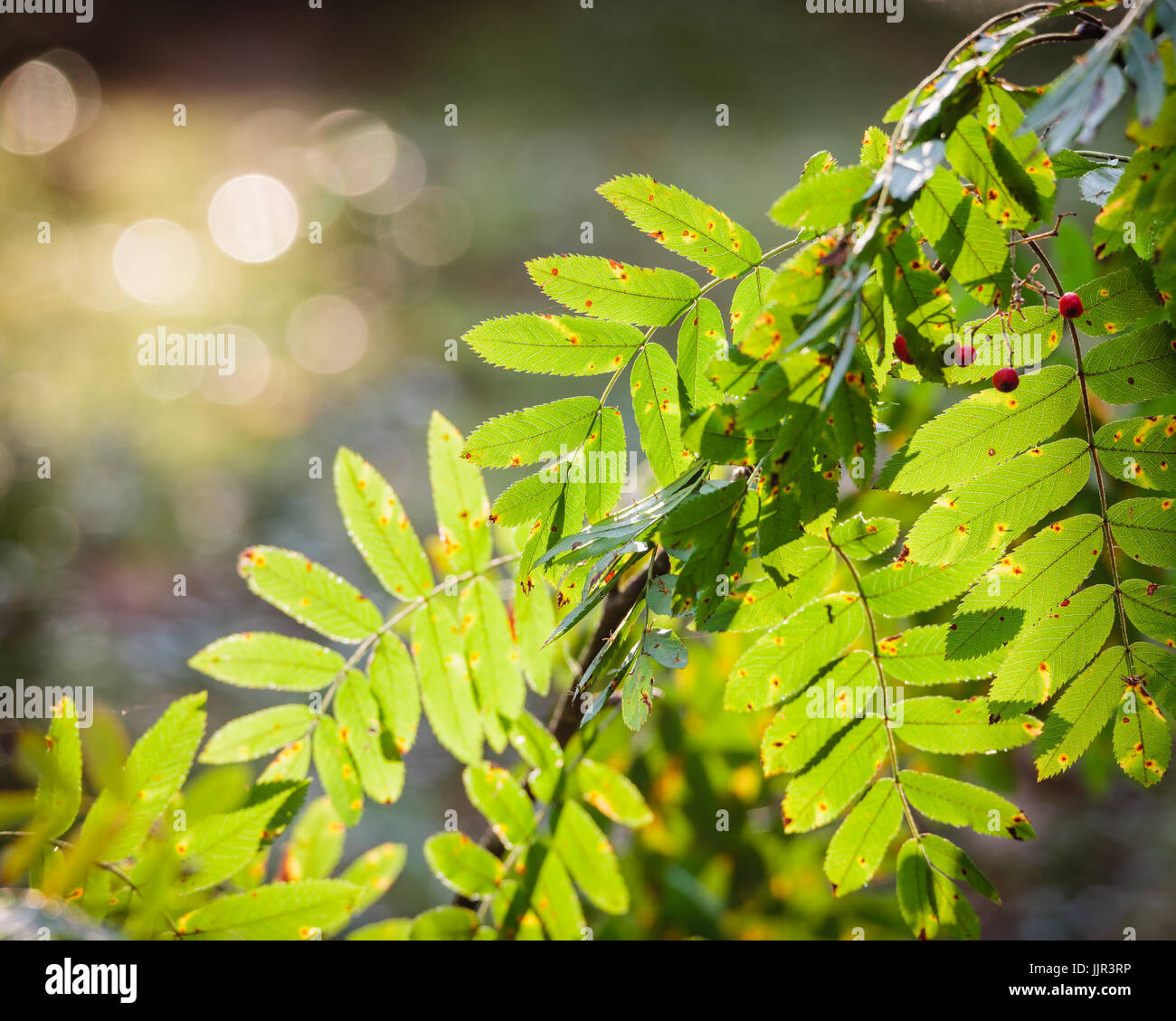Rowan leaves on branch Stock Photo - Alamy