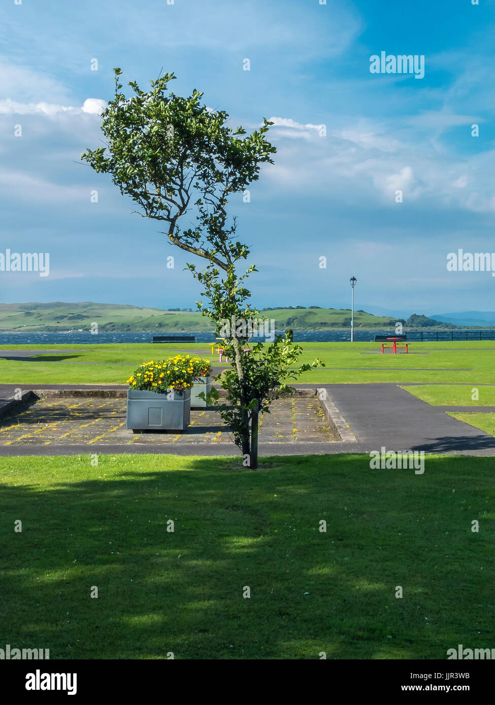 Bending tree hi-res stock photography and images - Alamy