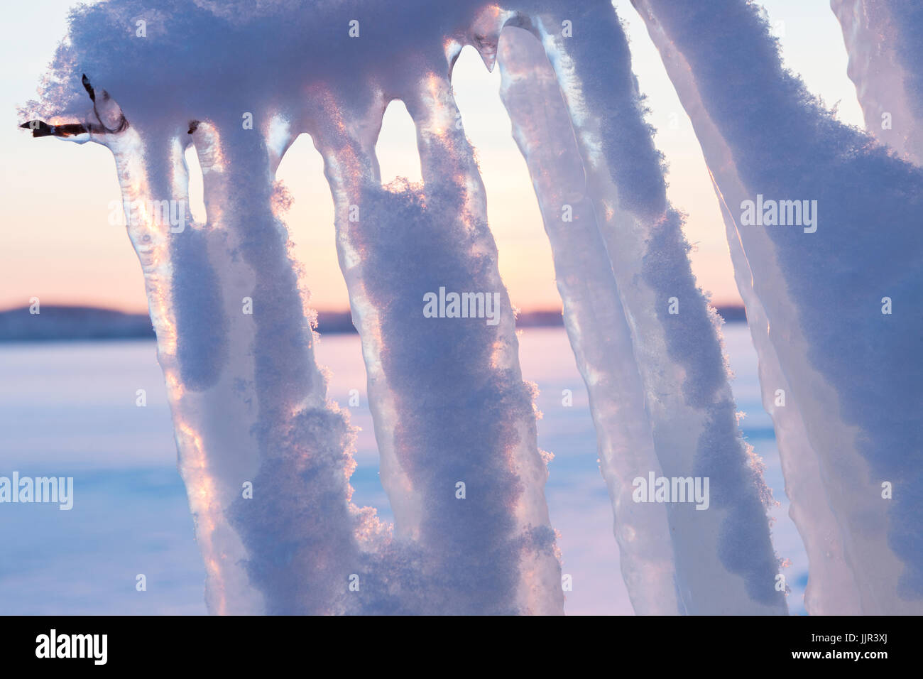 Long icicles hanging from branch Stock Photo - Alamy